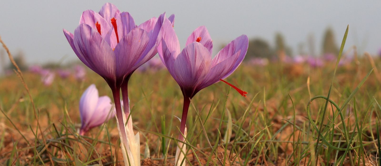 Srinagar Tour Packages | Saffron Experience in Aru Kashmir